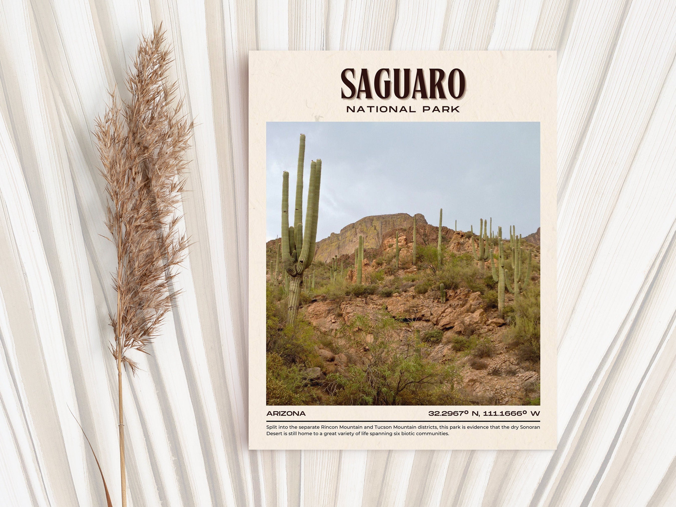 Unveiling the Beauty of Saguaro National Park: 5 Must-Do Activities – JOYIE